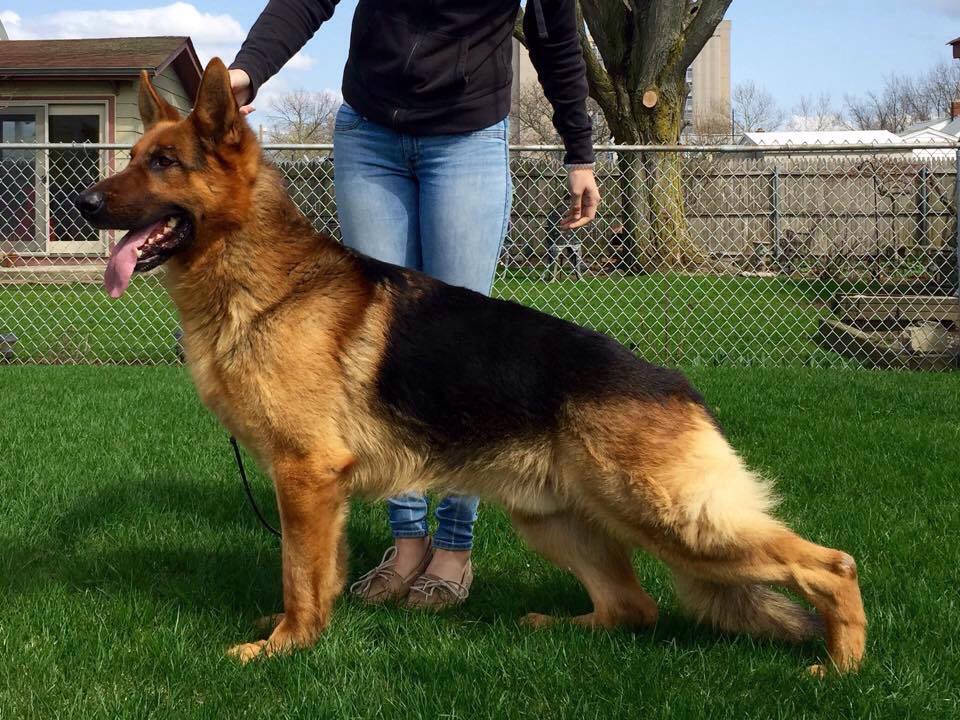 Contact - Topline German Shepherds