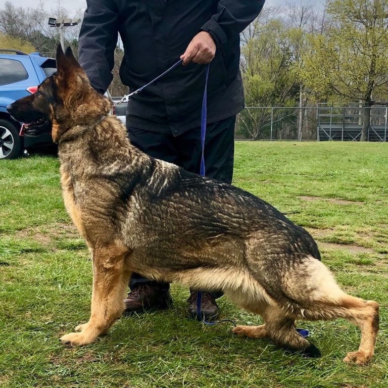 Gallery - Topline German Shepherds